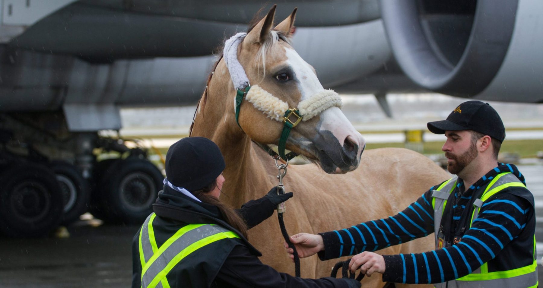 Global Leaders in Equine and Animal Transport | Intradco Global