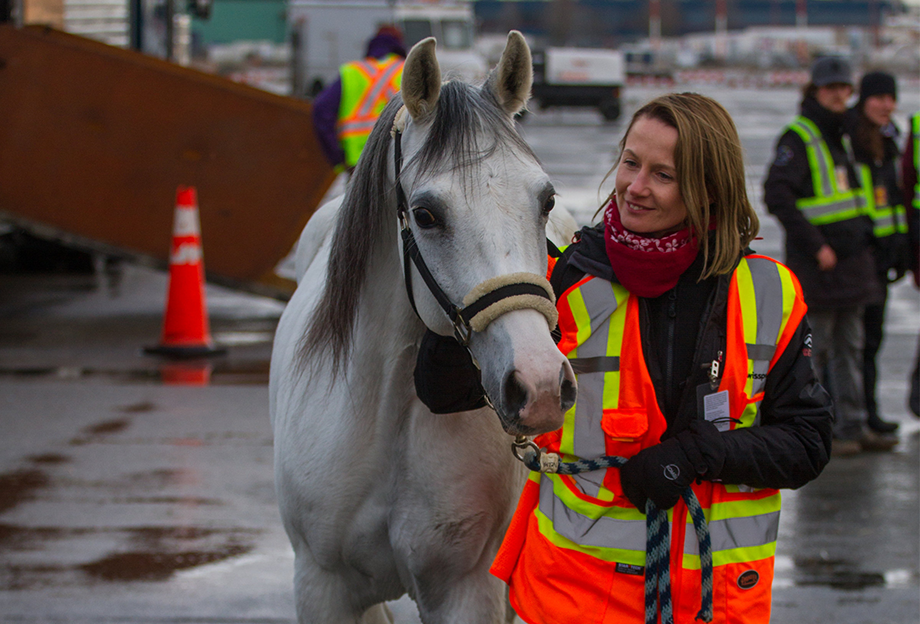 World Leading Specialists in Horse Transportation | Intradco Global